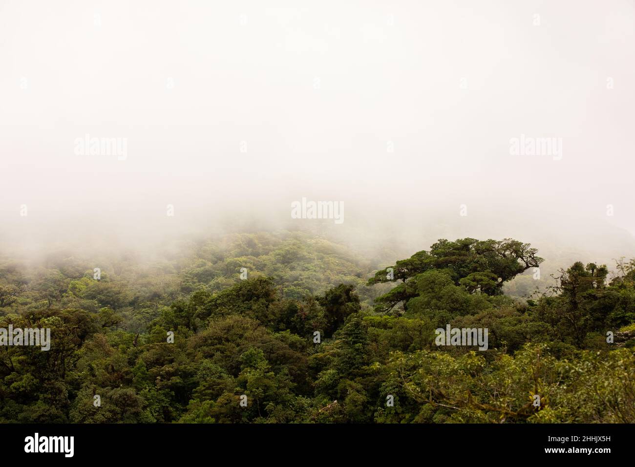 Misty landscape in the Monteverde forest of Costa Rica, with birds ...