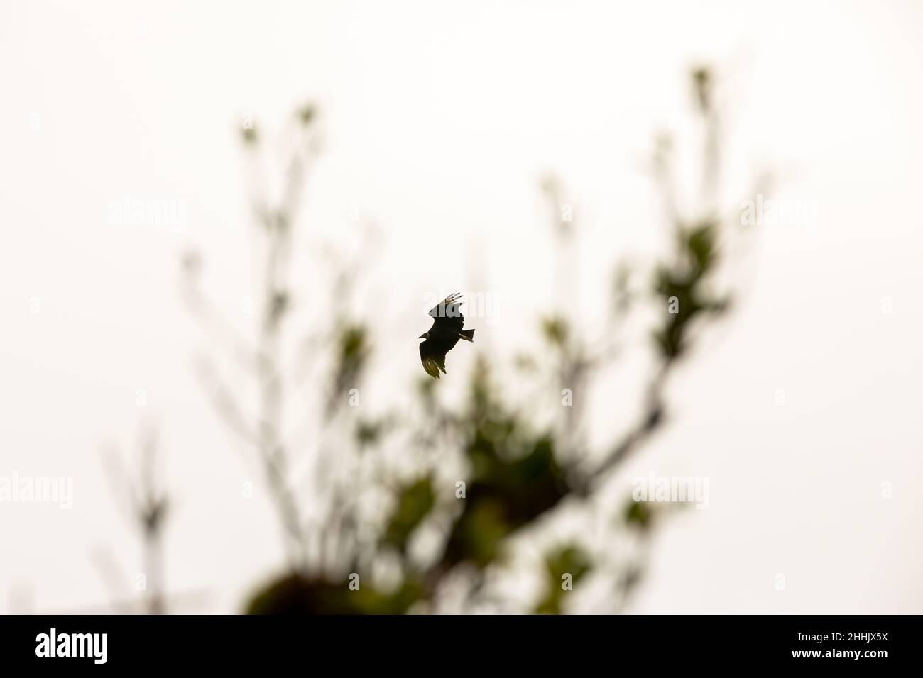 Misty landscape in the Monteverde forest of Costa Rica, with birds ...