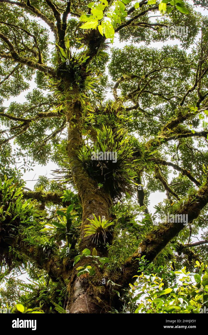 Misty landscape in the Monteverde forest of Costa Rica, with birds ...