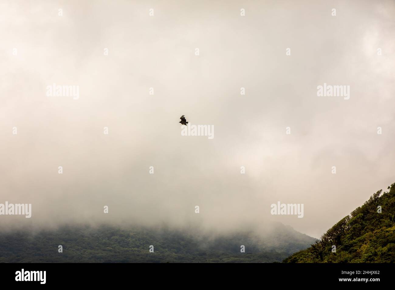 Misty landscape in the Monteverde forest of Costa Rica, with birds ...