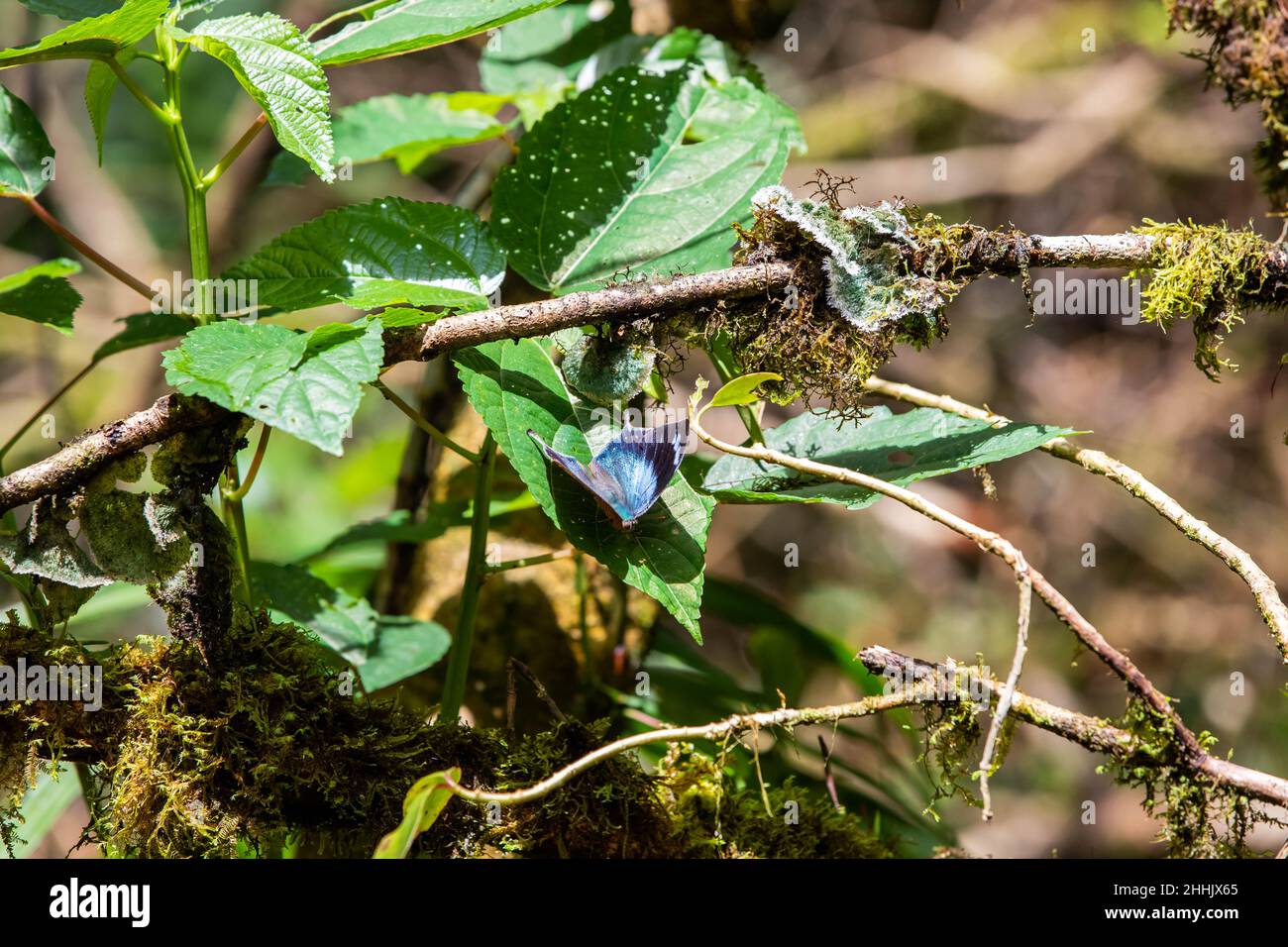 Misty landscape in the Monteverde forest of Costa Rica, with birds ...