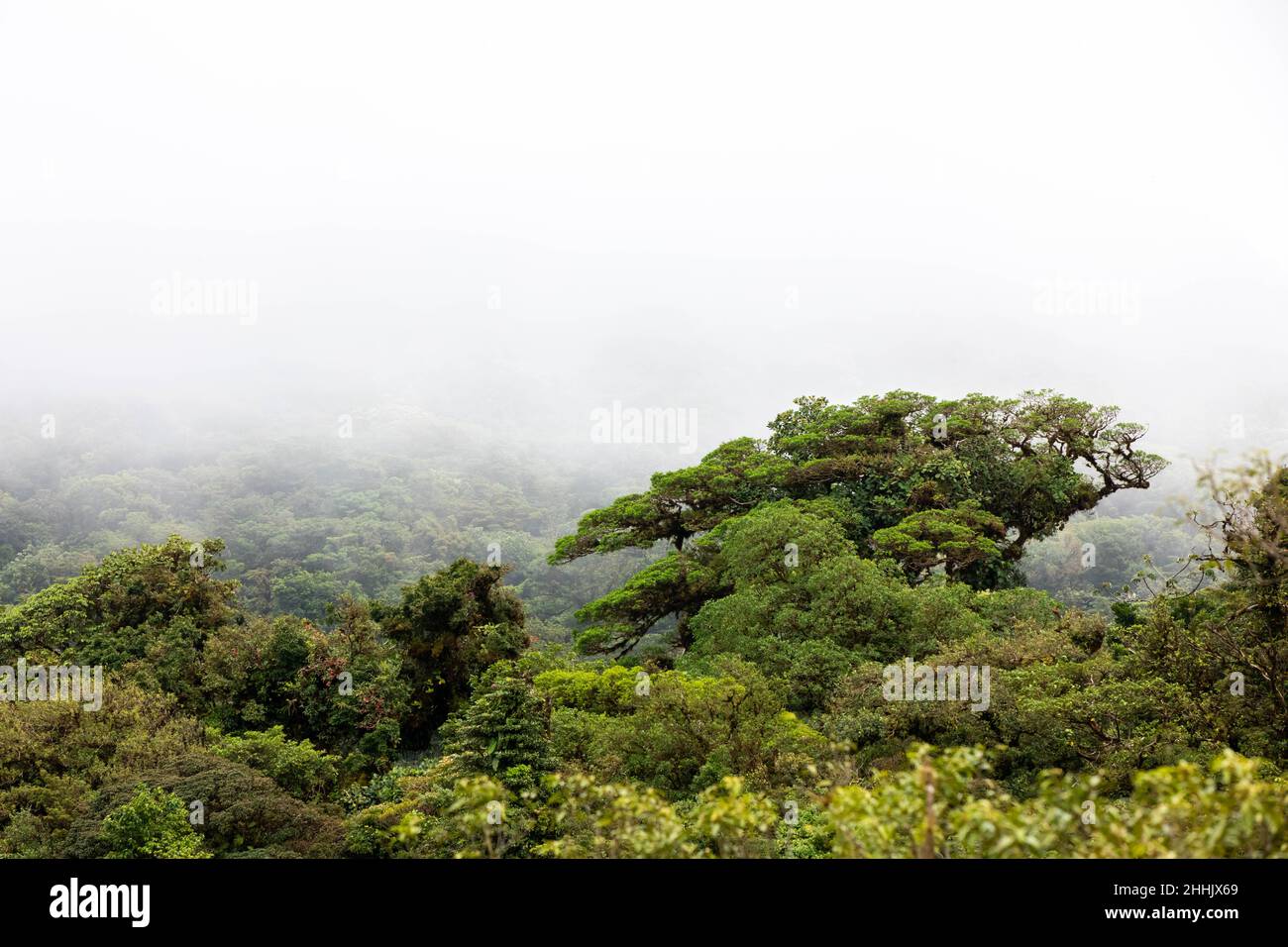 Misty landscape in the Monteverde forest of Costa Rica, with birds ...