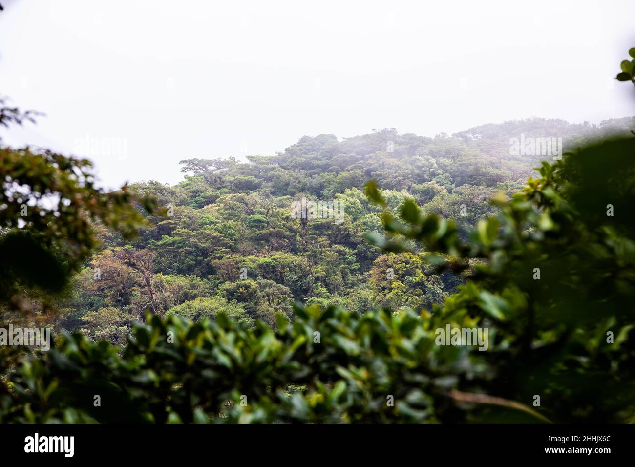 Misty landscape in the Monteverde forest of Costa Rica, with birds ...