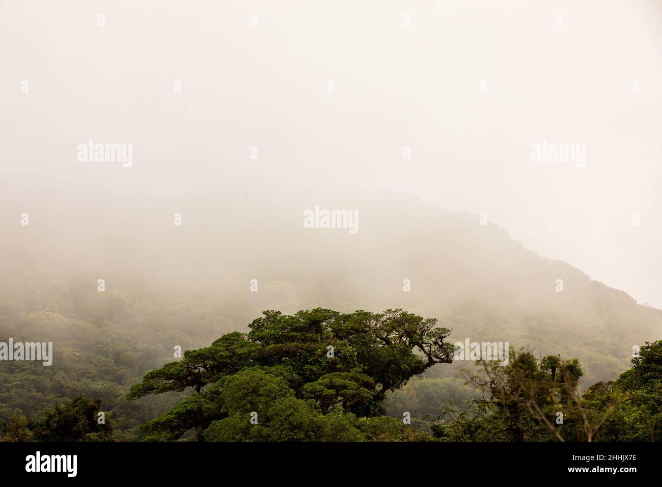 Misty landscape in the Monteverde forest of Costa Rica, with birds ...