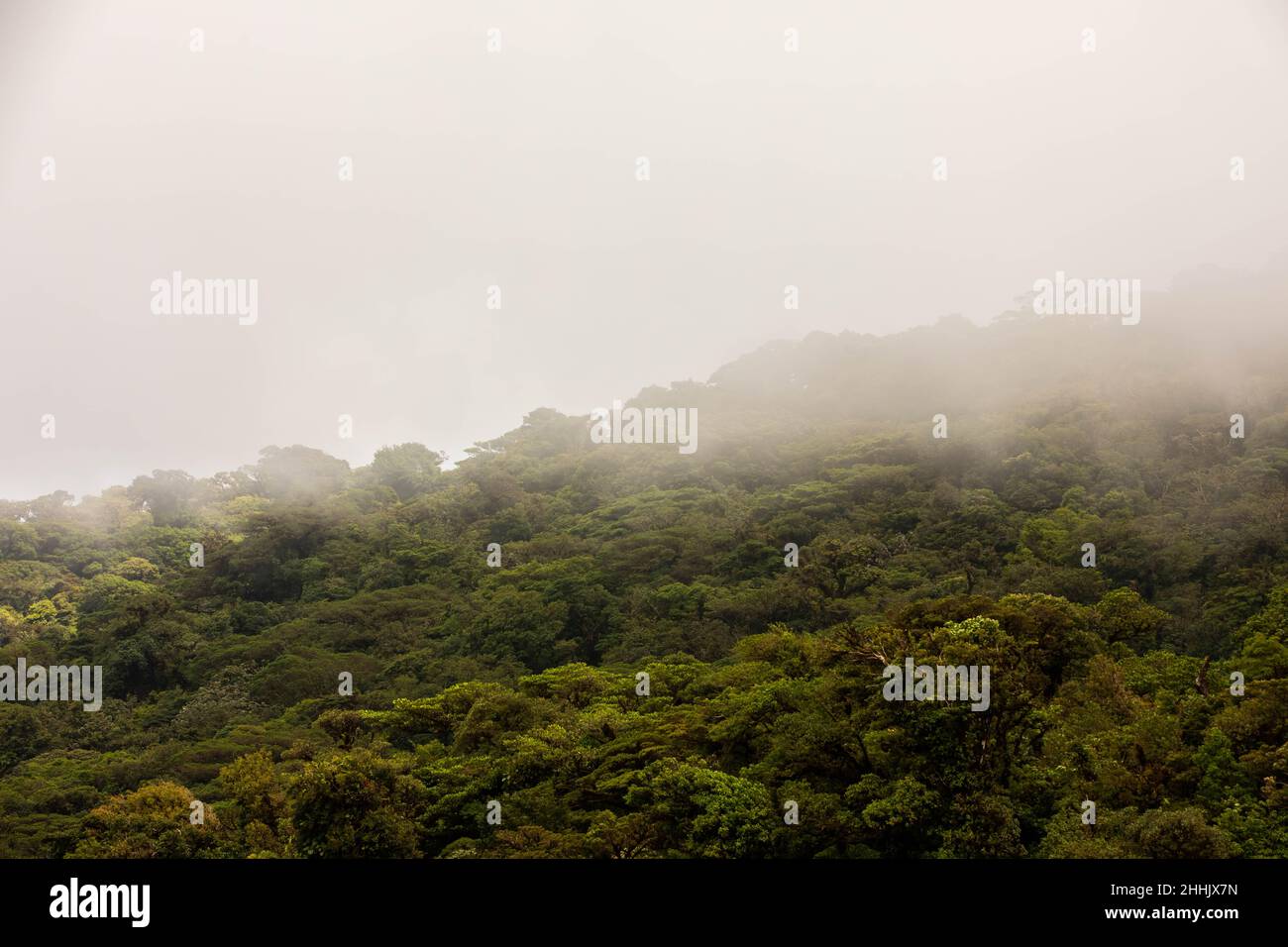 Misty landscape in the Monteverde forest of Costa Rica, with birds ...
