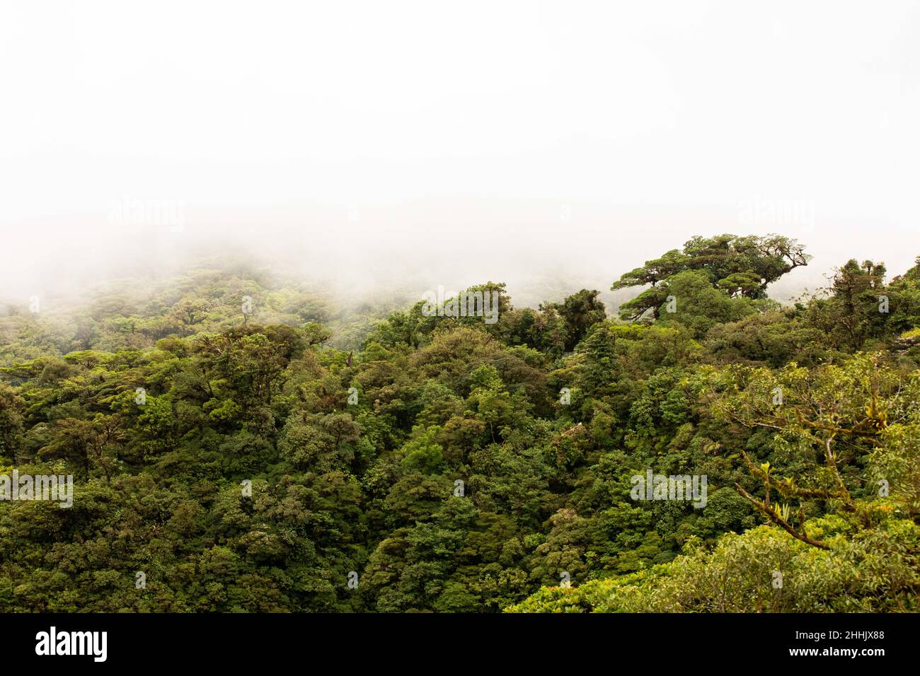 Misty landscape in the Monteverde forest of Costa Rica, with birds ...