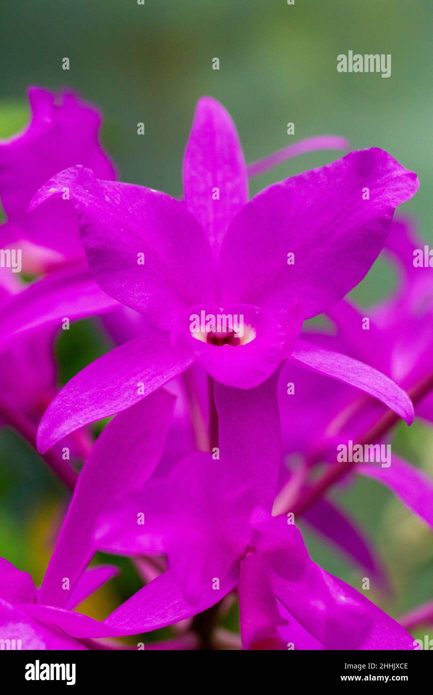 Close-up of Guaria Morada, the purple country girl, the national flower ...