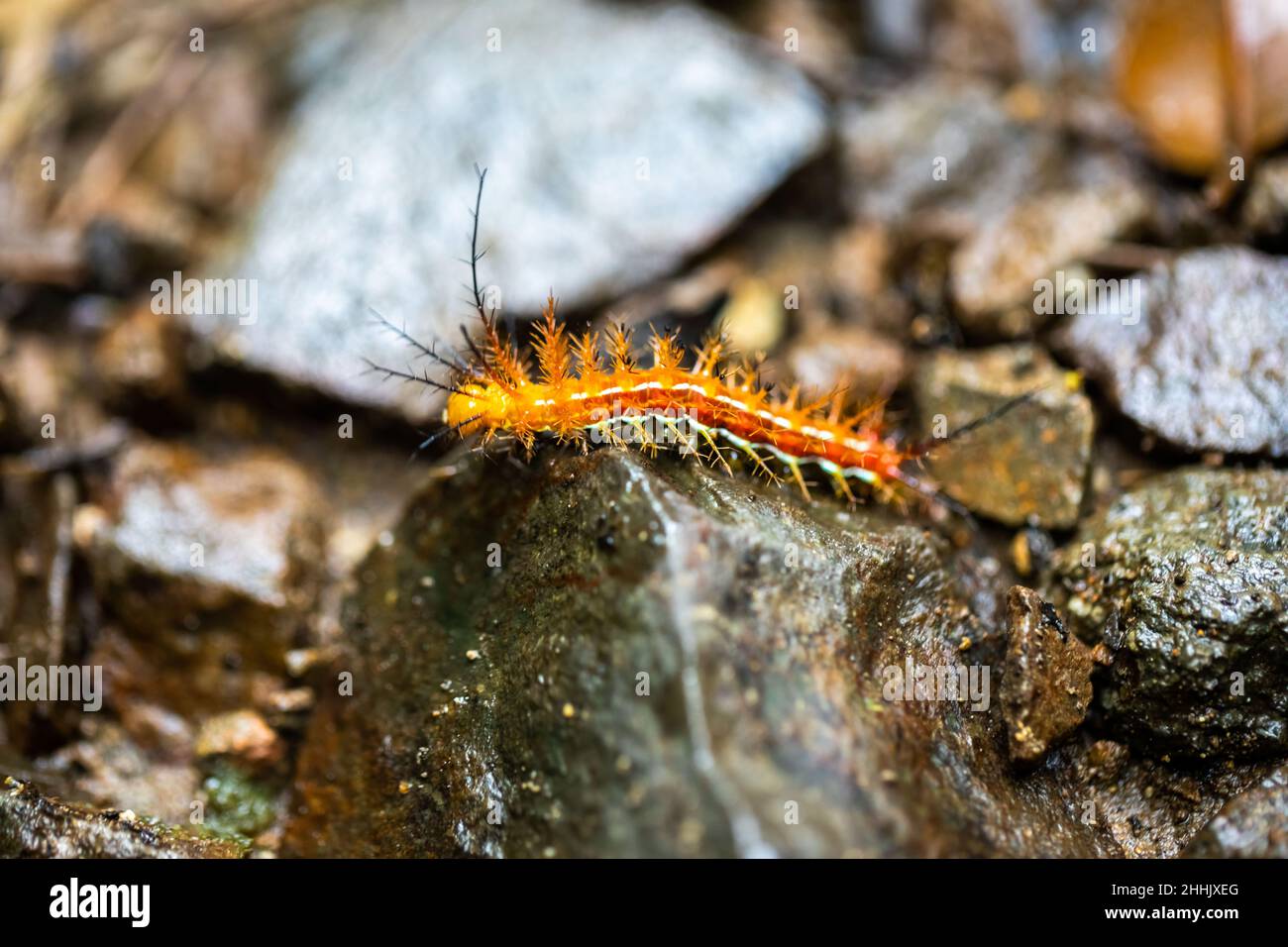 Close-up pf fuzzy orange stinging caterpillar on the ground in ...