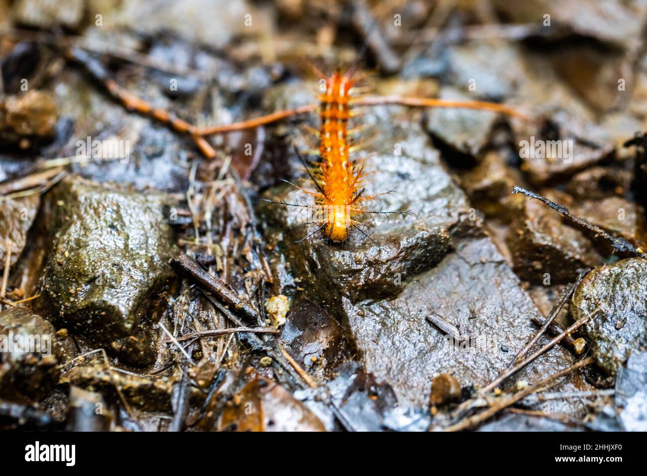 Close-up pf fuzzy orange stinging caterpillar on the ground in ...
