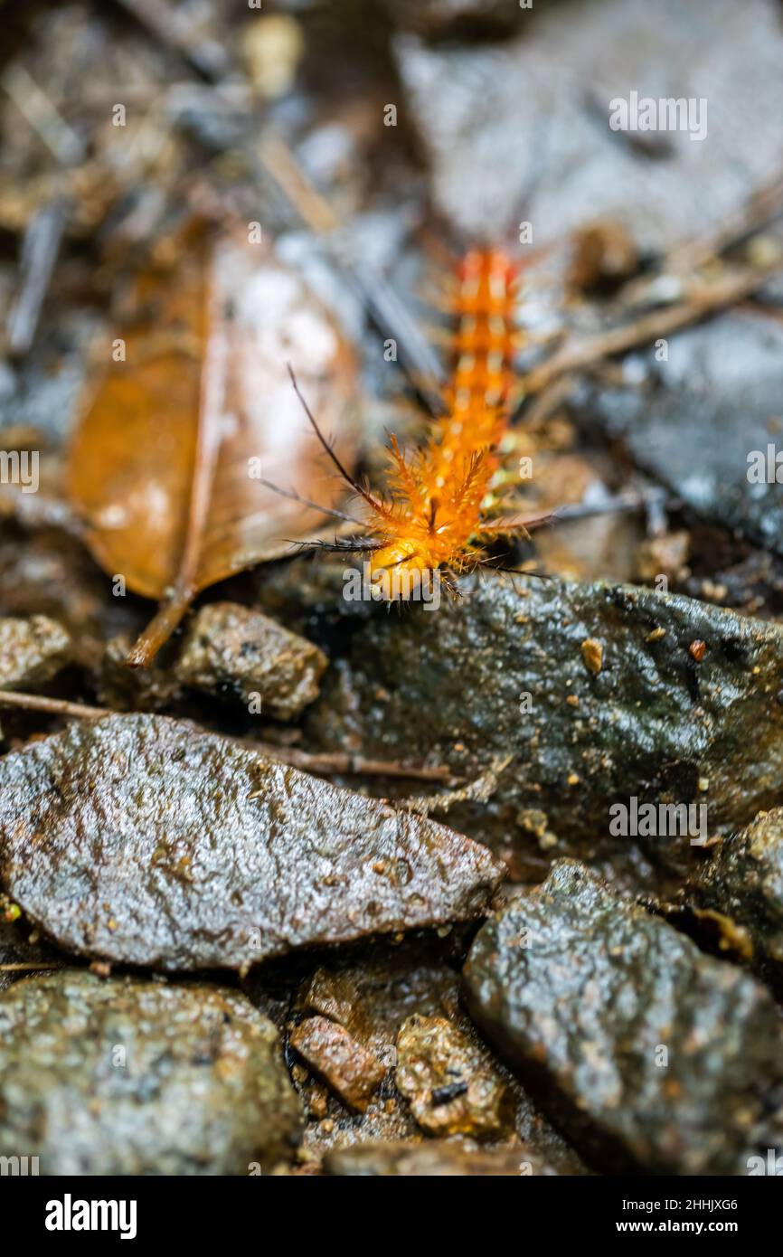 Close-up pf fuzzy orange stinging caterpillar on the ground in ...