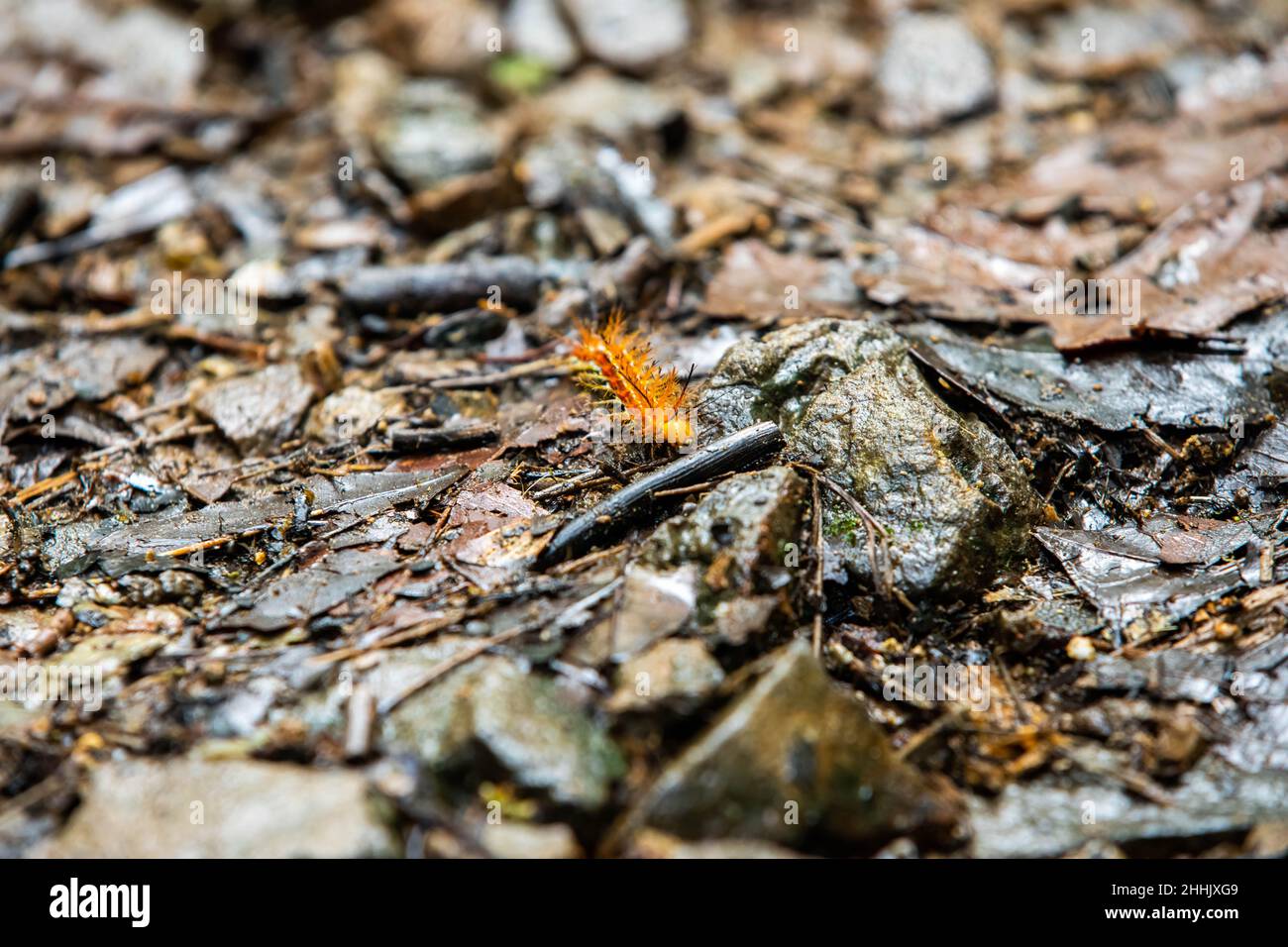 Close-up pf fuzzy orange stinging caterpillar on the ground in ...