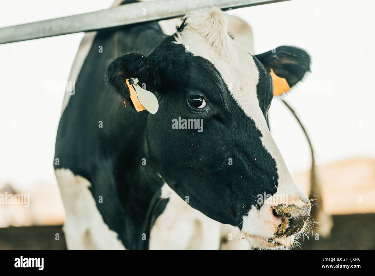 Black cow tongue hi-res stock photography and images - Alamy