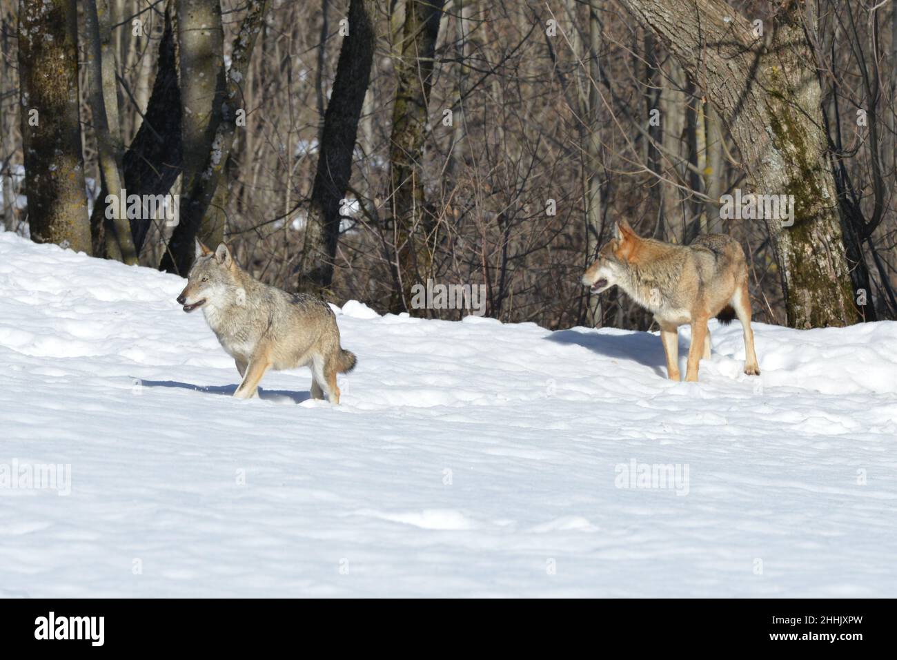 A small group of wolves photographed in Italy Stock Photo - Alamy