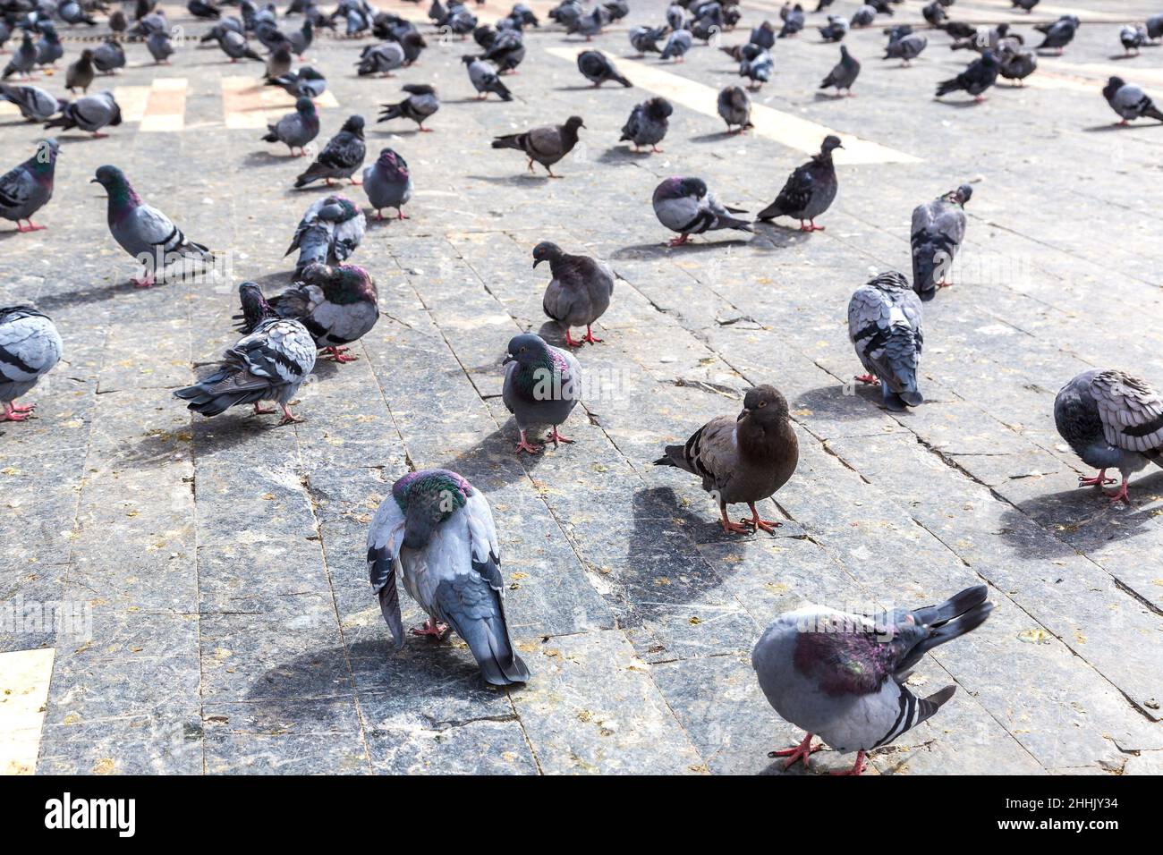 Doves fly in square hi-res stock photography and images - Alamy