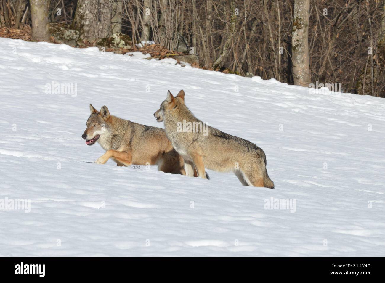 A small group of wolves photographed in Italy Stock Photo - Alamy