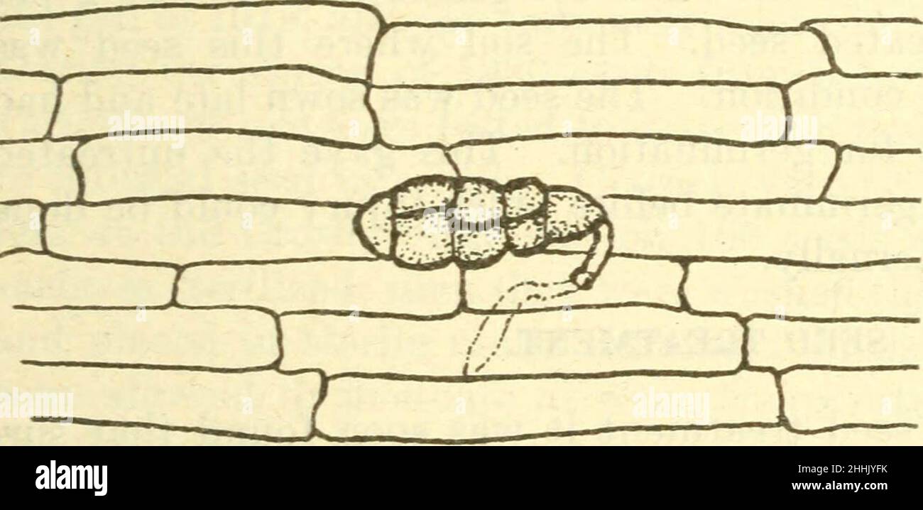 Seed blight hi-res stock photography and images - Alamy