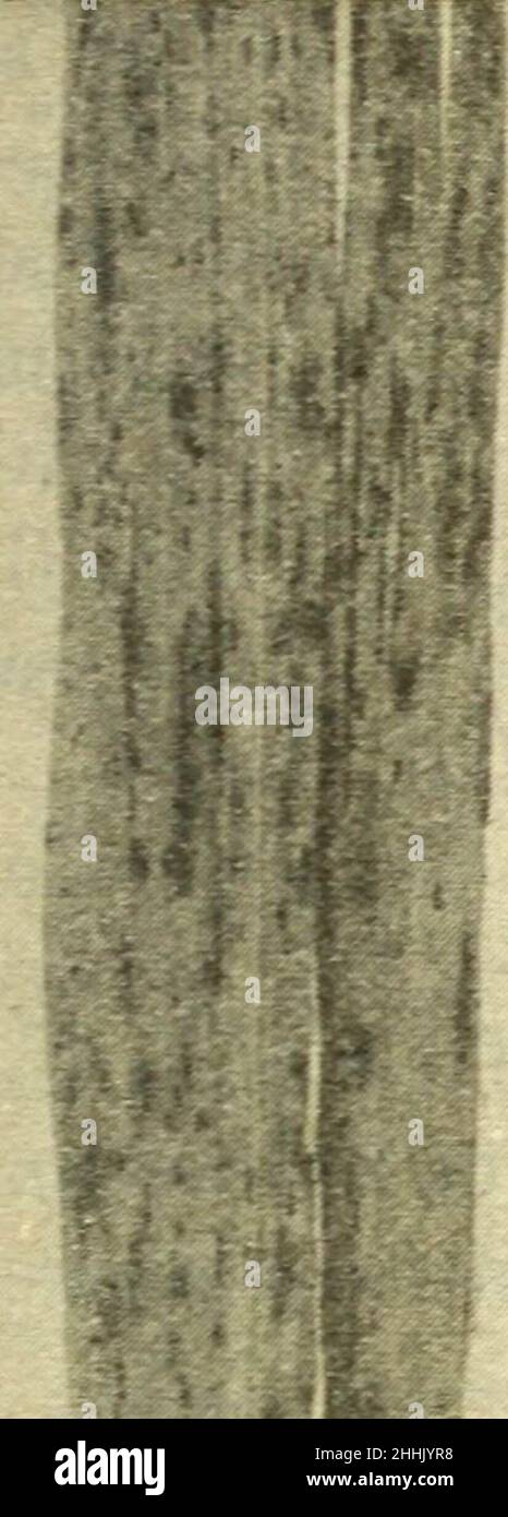 Seed blight hi-res stock photography and images - Alamy