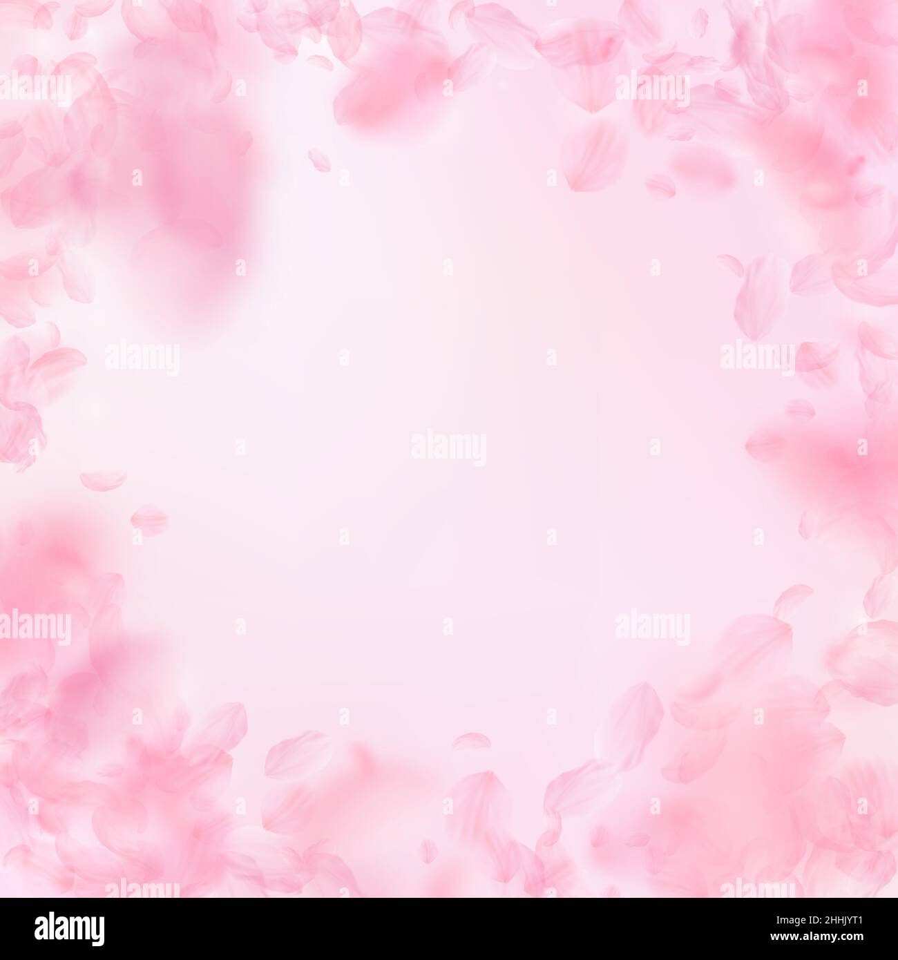 Sakura petals falling down. Romantic pink flowers vignette. Flying ...