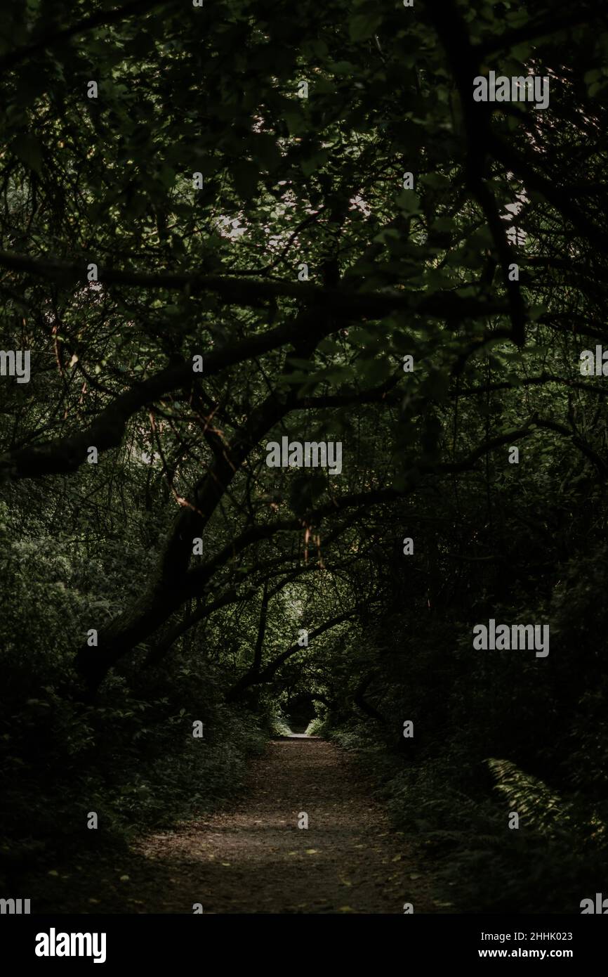 Majestic scenery of path in between dark forest Stock Photo - Alamy