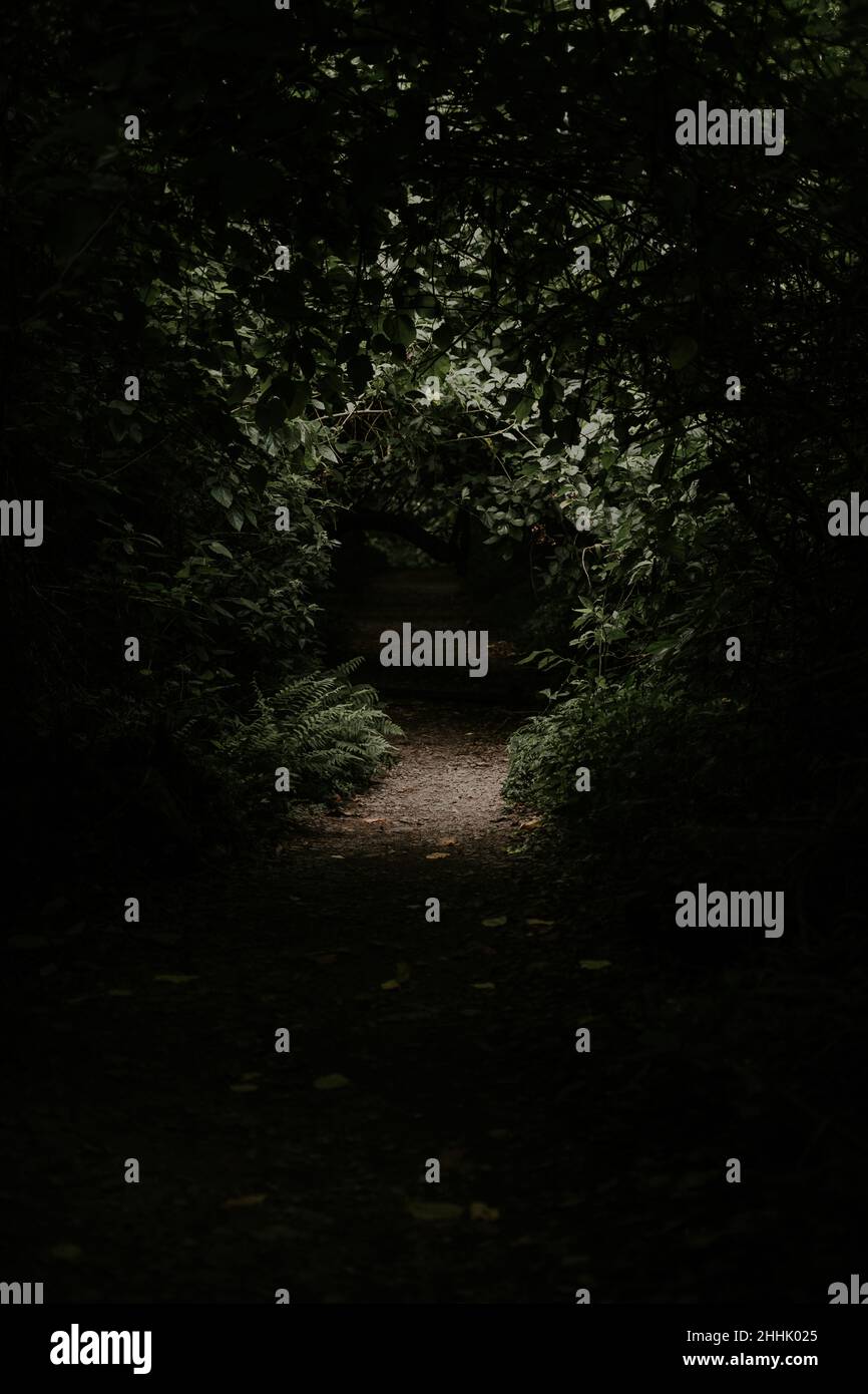 Majestic scenery of path in between dark forest with fern bush in ...