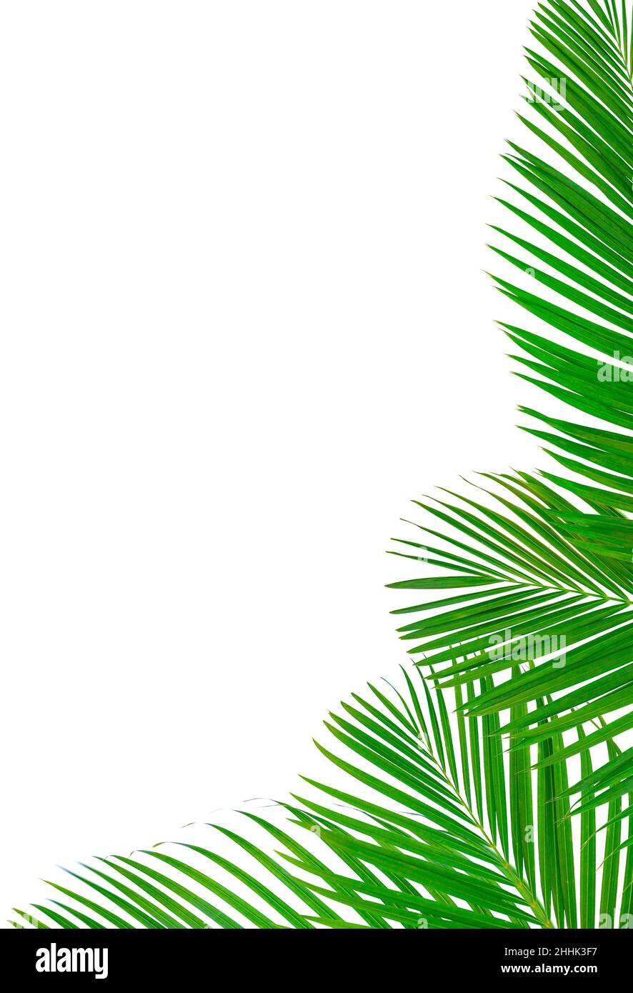 Palm leaves frame Stock Photo - Alamy