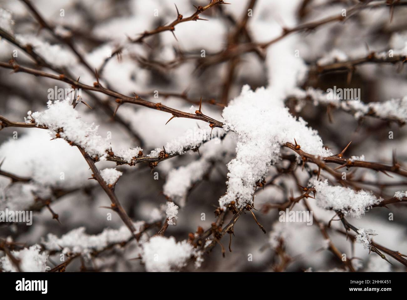 Branches with thorns hi-res stock photography and images - Alamy
