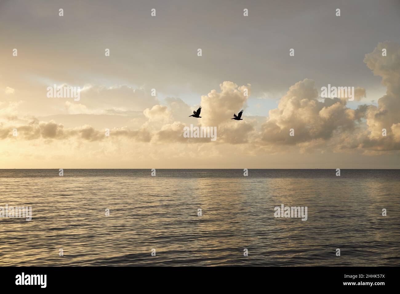 Clouds and birds over ocean at sunrise Stock Photo - Alamy