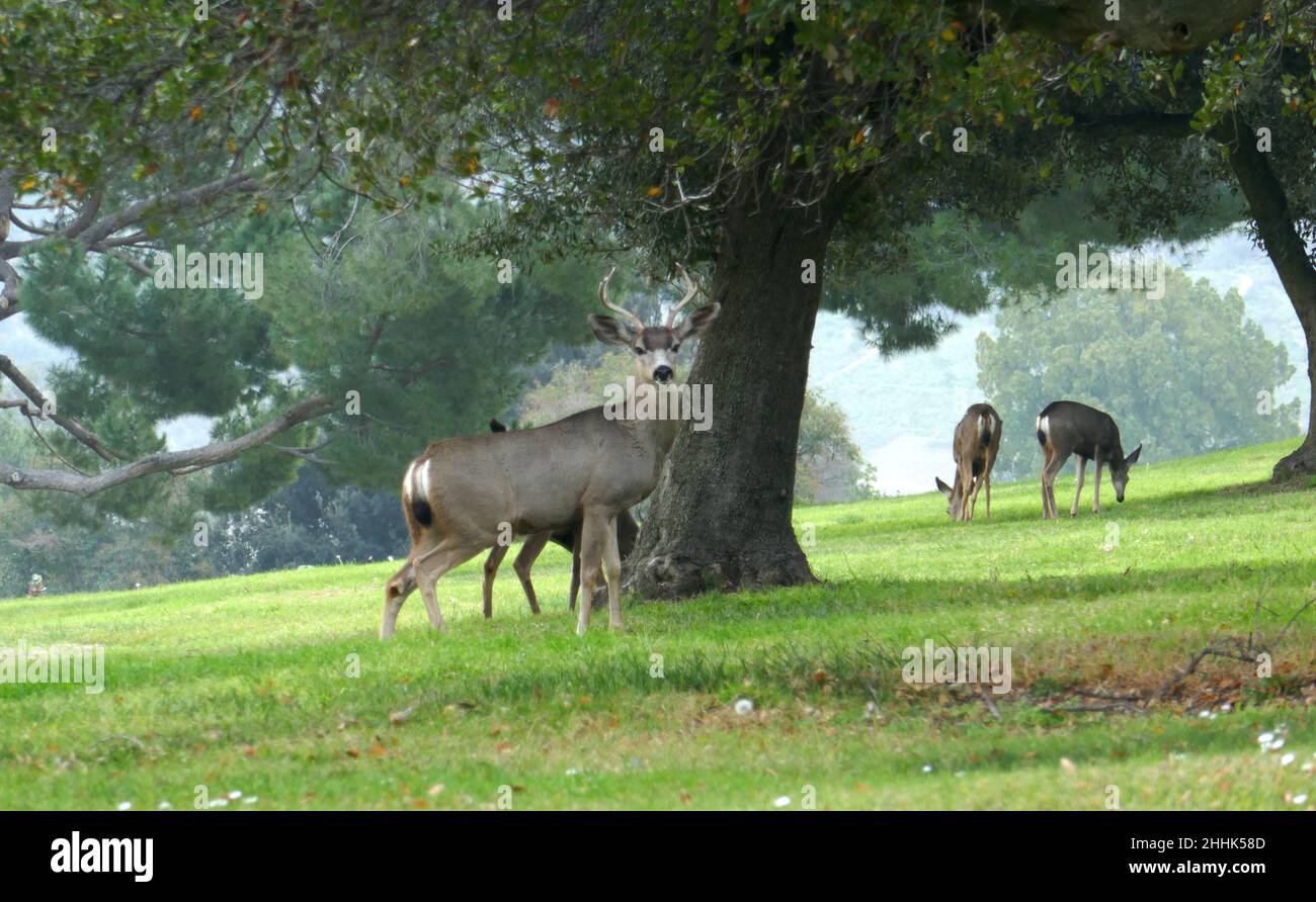 Los Angeles, California, USA 19th January 2022 Deer at Forest Lawn ...