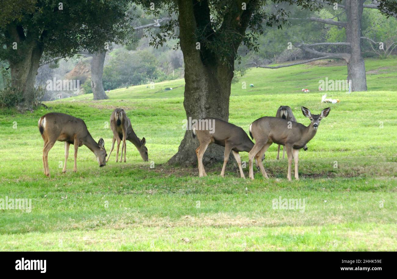 Los Angeles, California, USA 19th January 2022 Deer at Forest Lawn ...