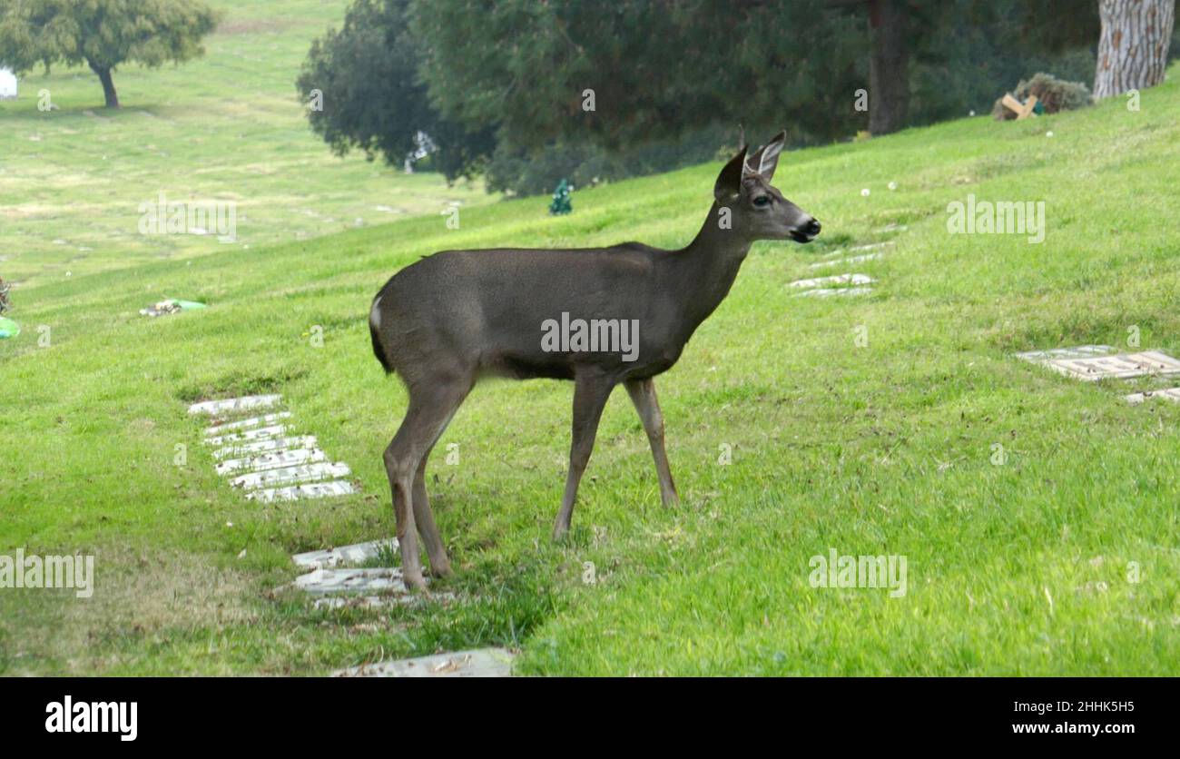 Los Angeles, California, USA 19th January 2022 Deer at Forest Lawn ...