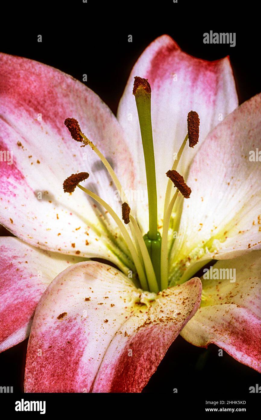 Close up of stigma and stamen on Lilly Lollypop. A 1a) sub-division lily with upward-facing ...