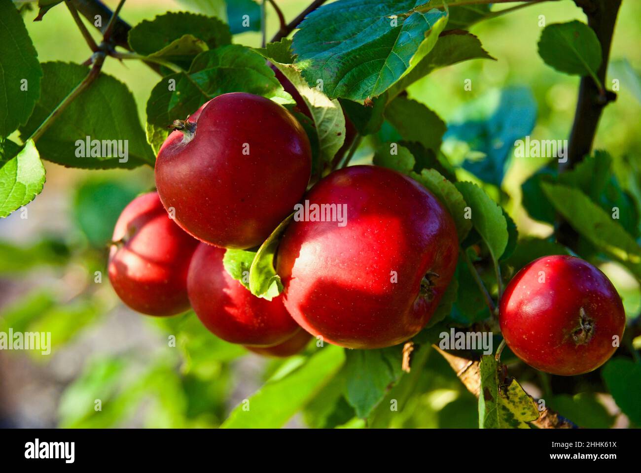 Fruit tree branch with ripe red apples in late summer in Norway Stock ...