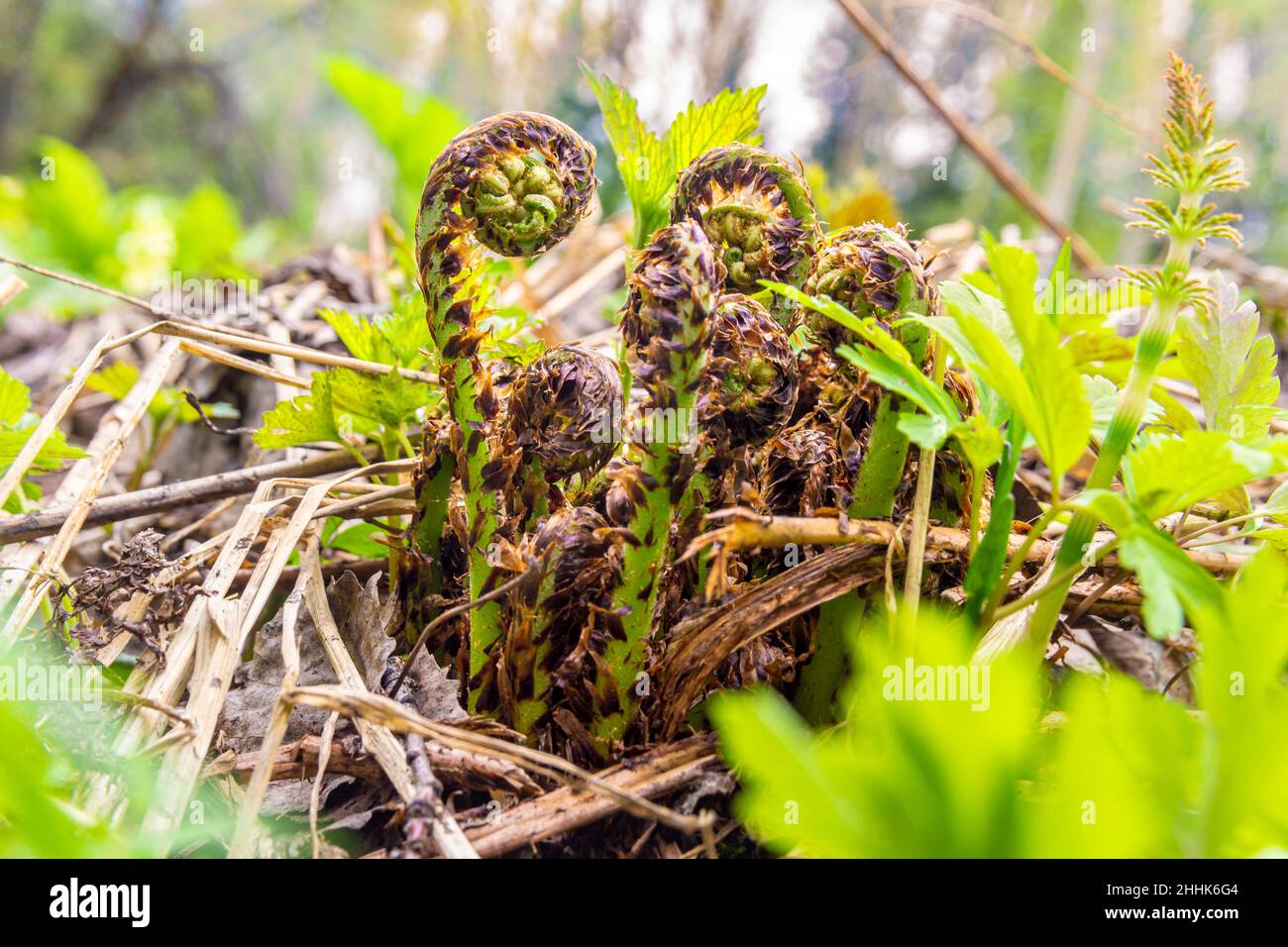 fern sprouts grow in spring from a warmed rhizome, selective focus ...