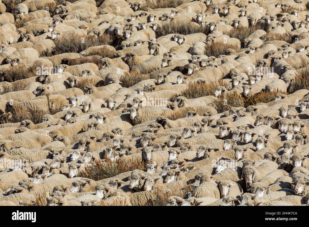Flock of sheep in field ahead of Trailing of the Sheep Festival Stock ...