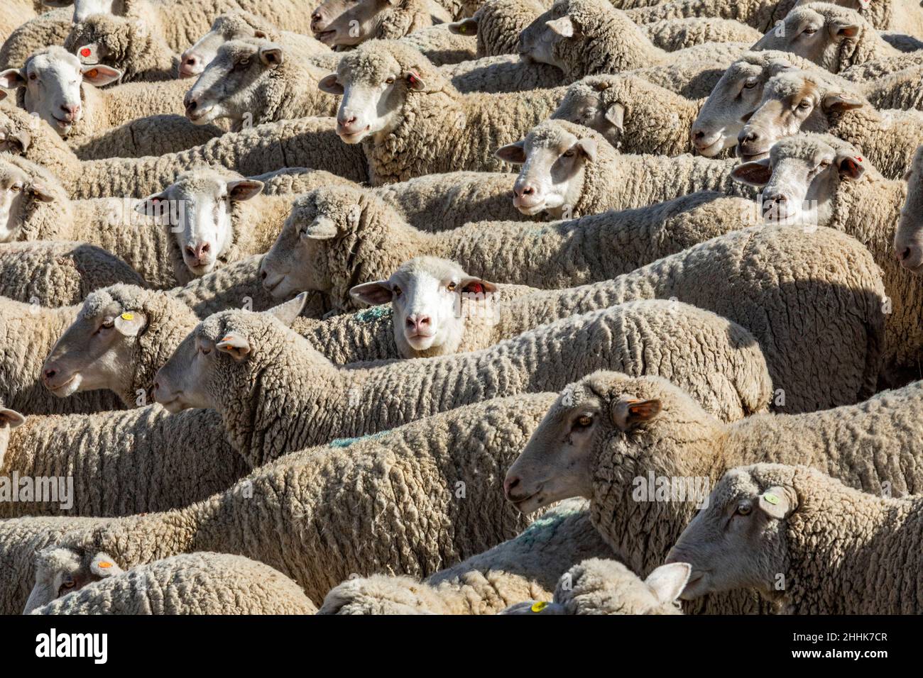Flock of sheep in field ahead of Trailing of the Sheep Festival Stock ...