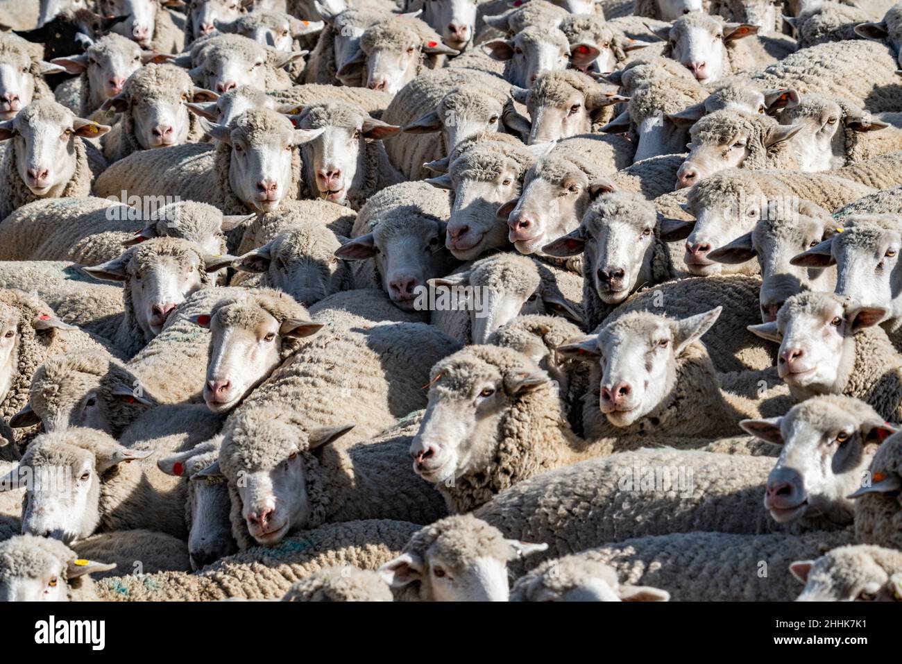 Flock of sheep in field ahead of Trailing of the Sheep Festival Stock ...