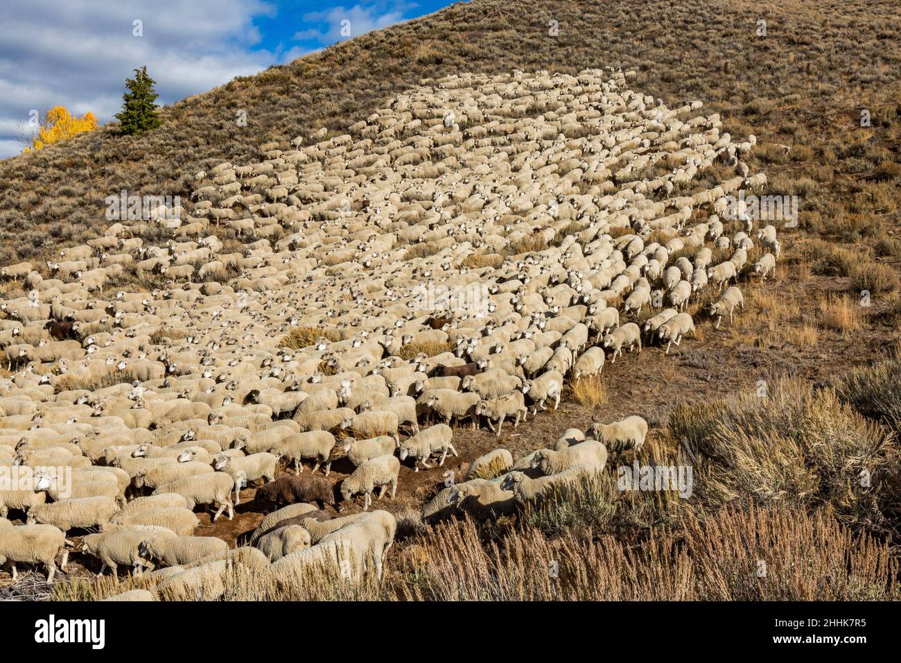 USA, Idaho, Ketchum, Flock of sheep on hillside ahead of Trailing of ...