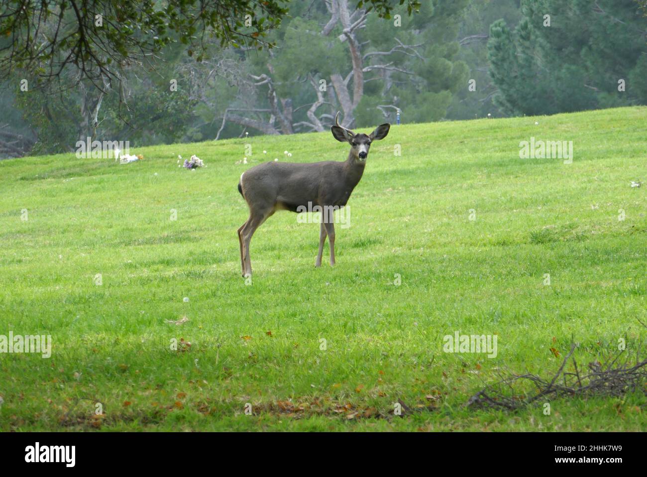 Los Angeles, California, USA 19th January 2022 Deer at Forest Lawn ...