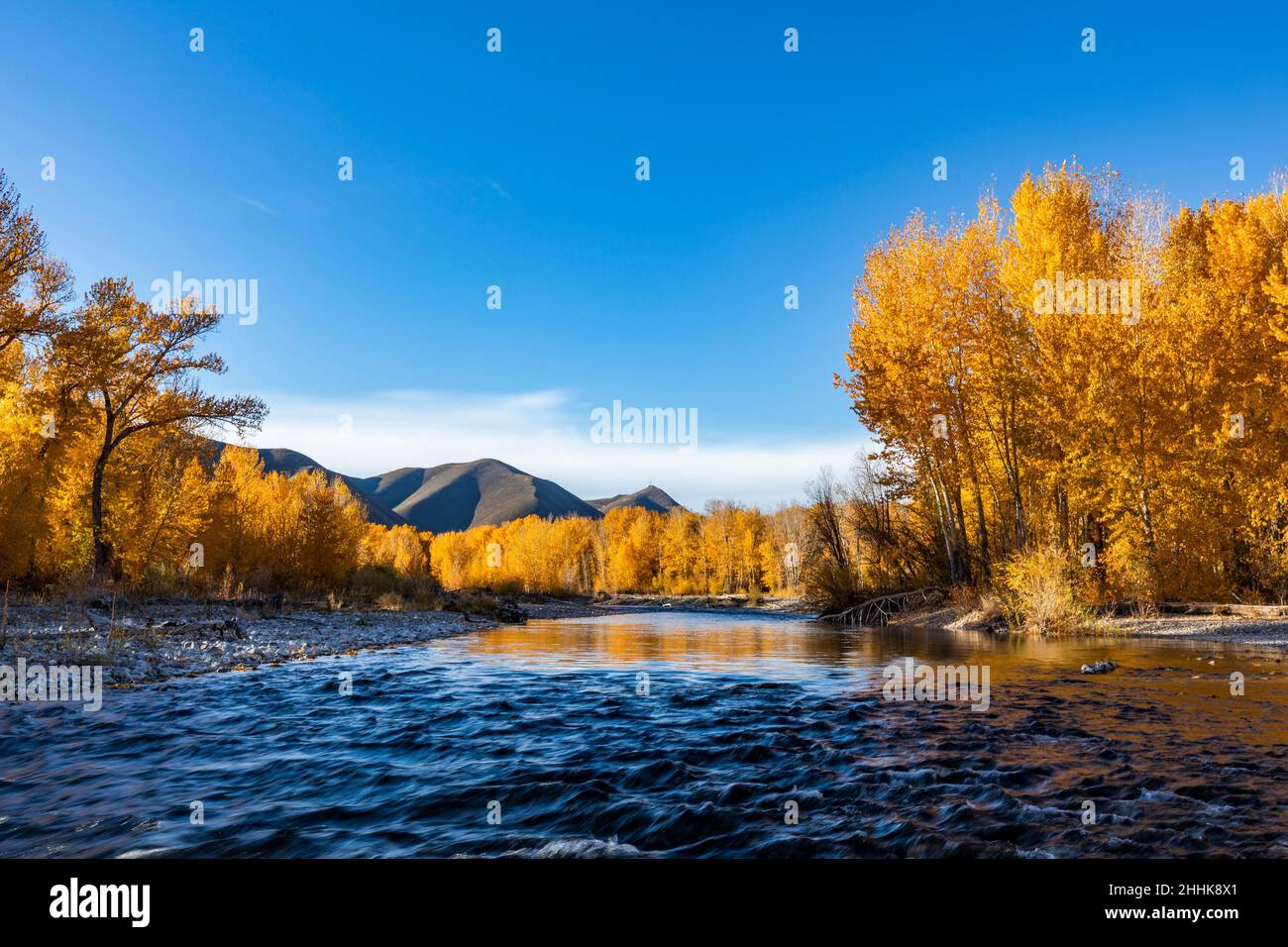 USA, Idaho, Bellevue, Big Wood River and yellow trees in Autumn Stock ...