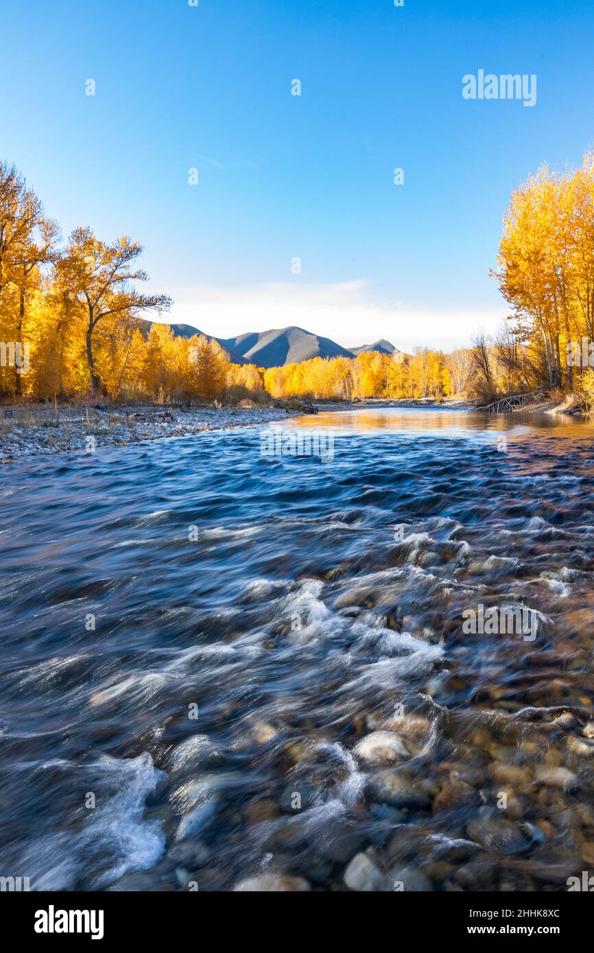 USA, Idaho, Bellevue, Big Wood River and yellow trees in Autumn Stock ...