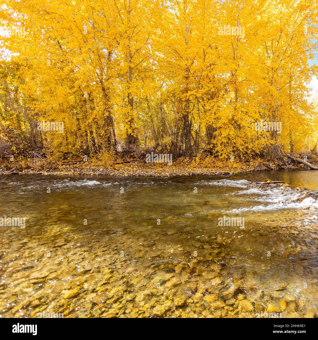 USA, Idaho, Bellevue, Big Wood River reflecting yellow Autumn trees ...