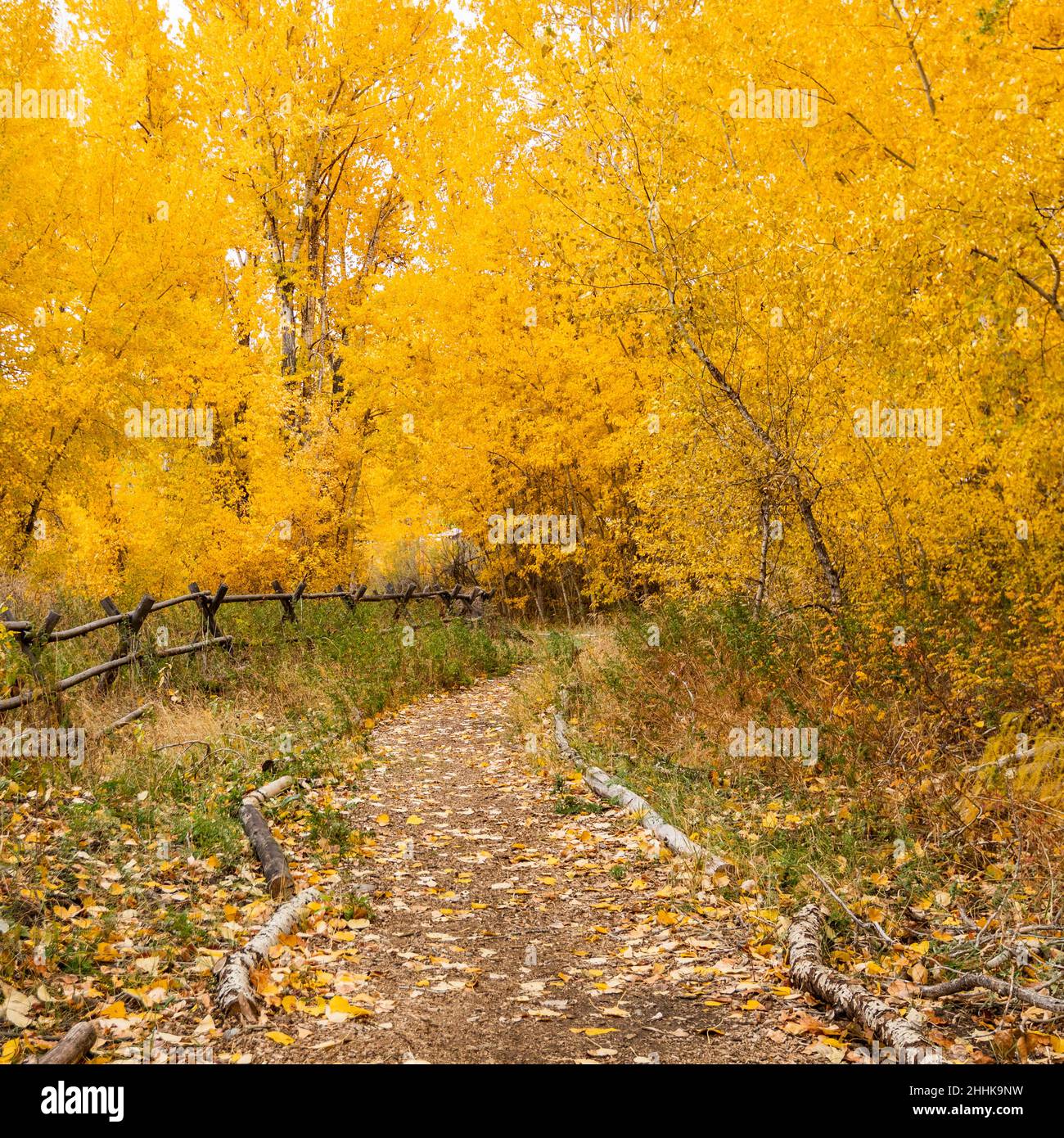 USA, Idaho, Bellevue, Footpath and yellow Autumn trees Stock Photo - Alamy