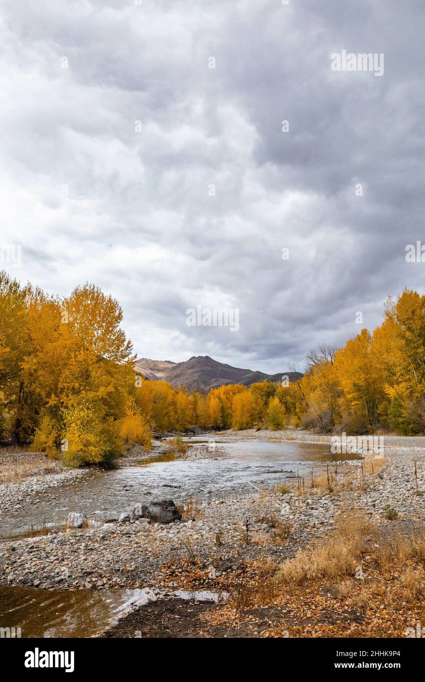 USA, Idaho, Bellevue, Big Wood River and yellow Autumn trees Stock ...