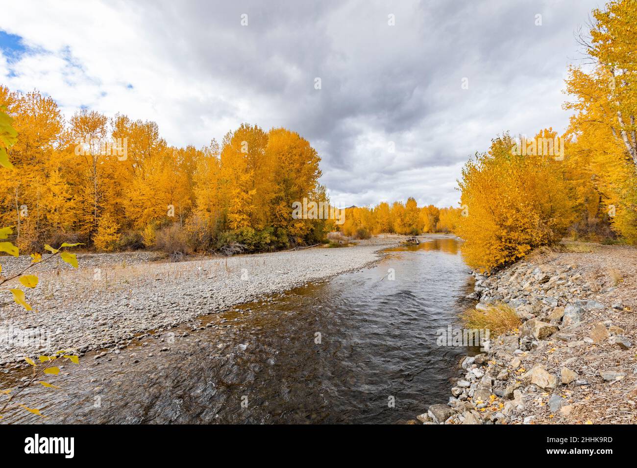 USA, Idaho, Bellevue, Big Wood River and yellow Autumn trees Stock ...