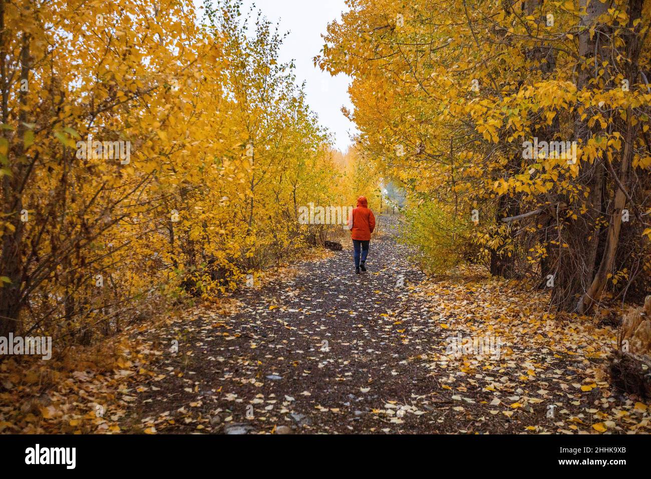 USA, Idaho, Bellevue, Rear view of woman walking on footpath covered ...
