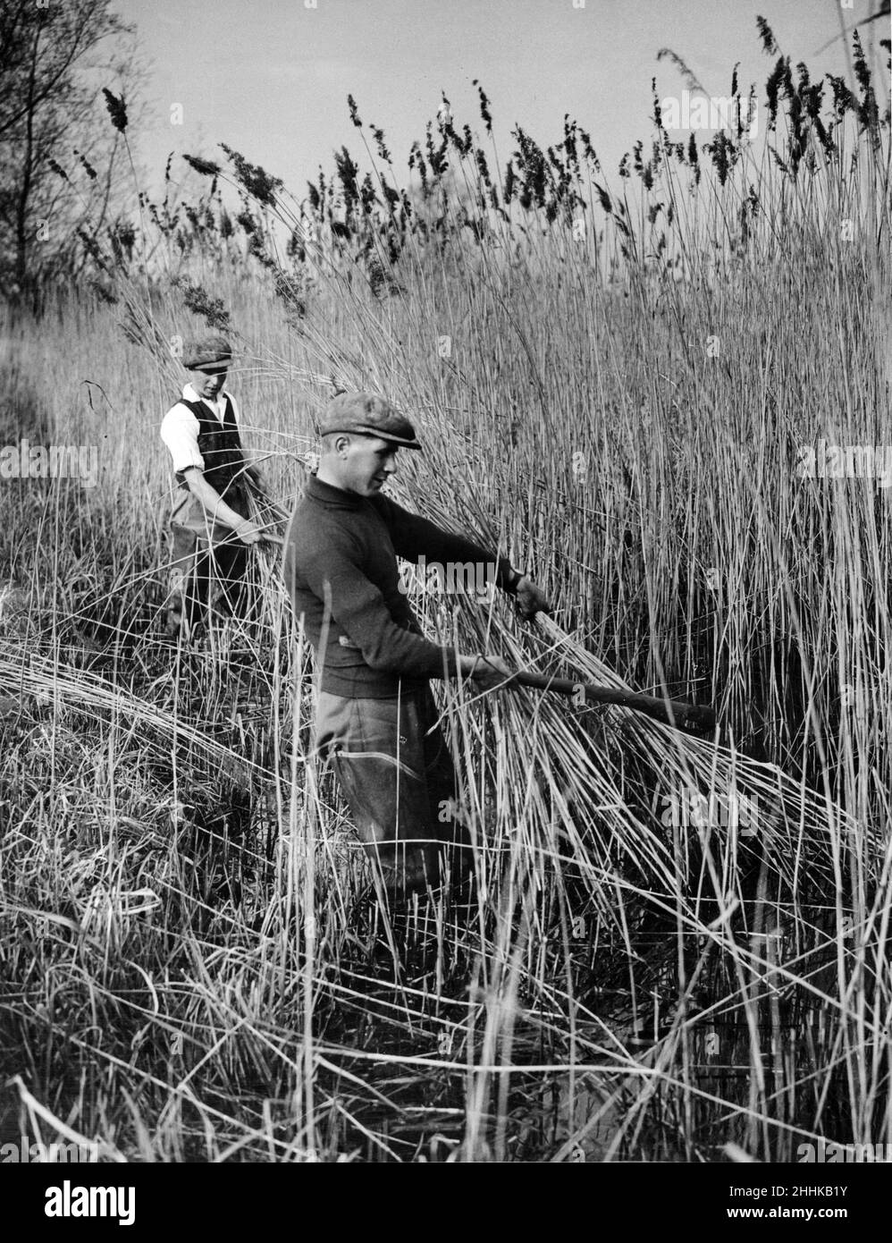 Reeds farm Black and White Stock Photos & Images - Alamy