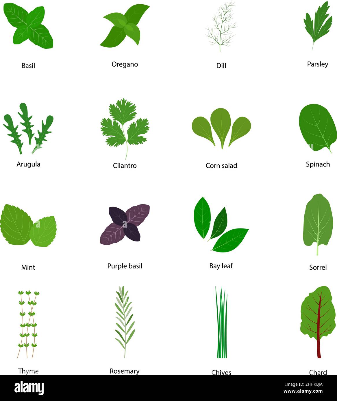 Culinary herbs Stock Vector Images - Alamy