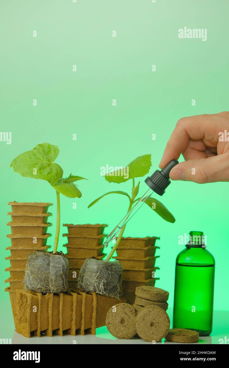 Fertilizer for seedlings. Seedling root system activator in a glass ...