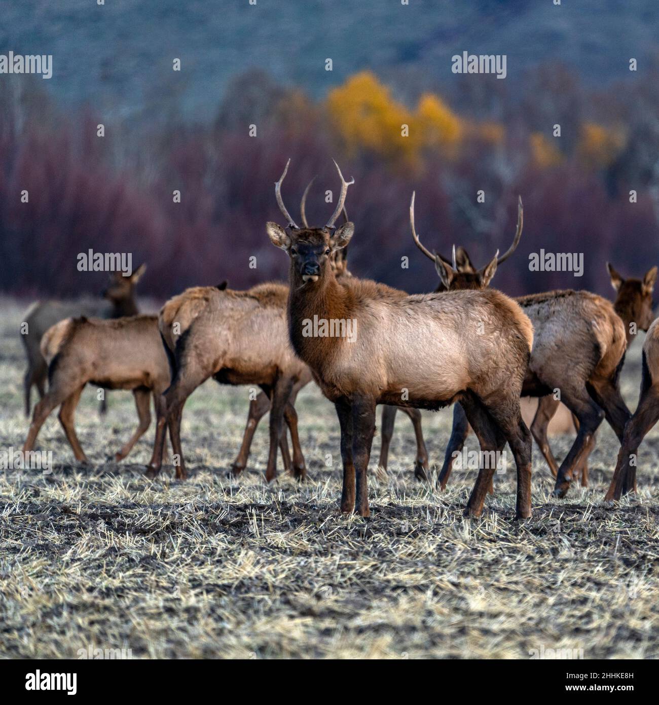 Bellevue group hi-res stock photography and images - Alamy