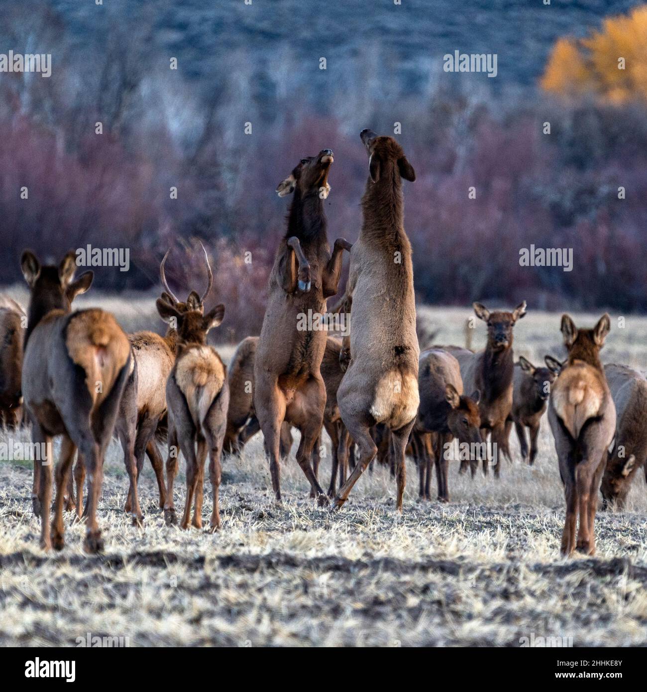USA, Idaho, Bellevue, Cow elks fighting among elk herd Stock Photo - Alamy